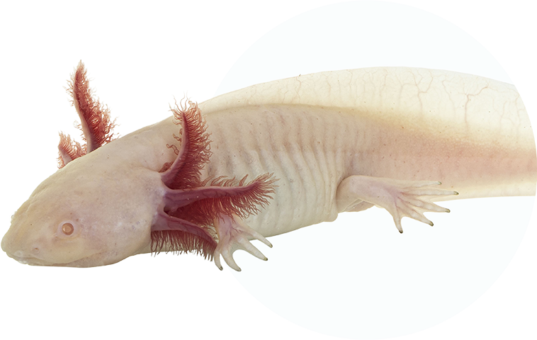 Children’s Aquarium Dallas | Fun, Interactive Family Attraction