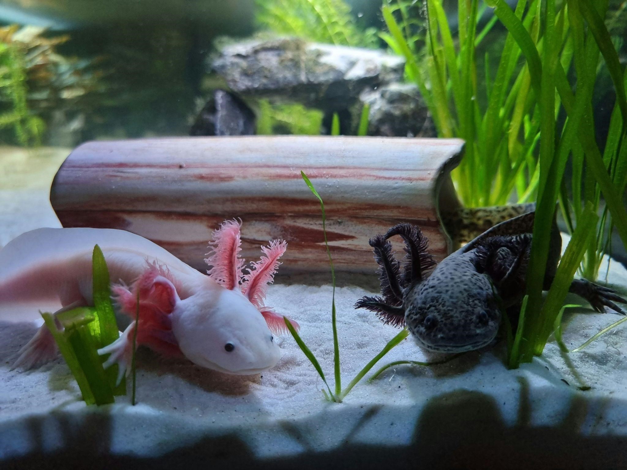 Surprising Truths About Axolotls — Visit these Adorable Amphibians at ...