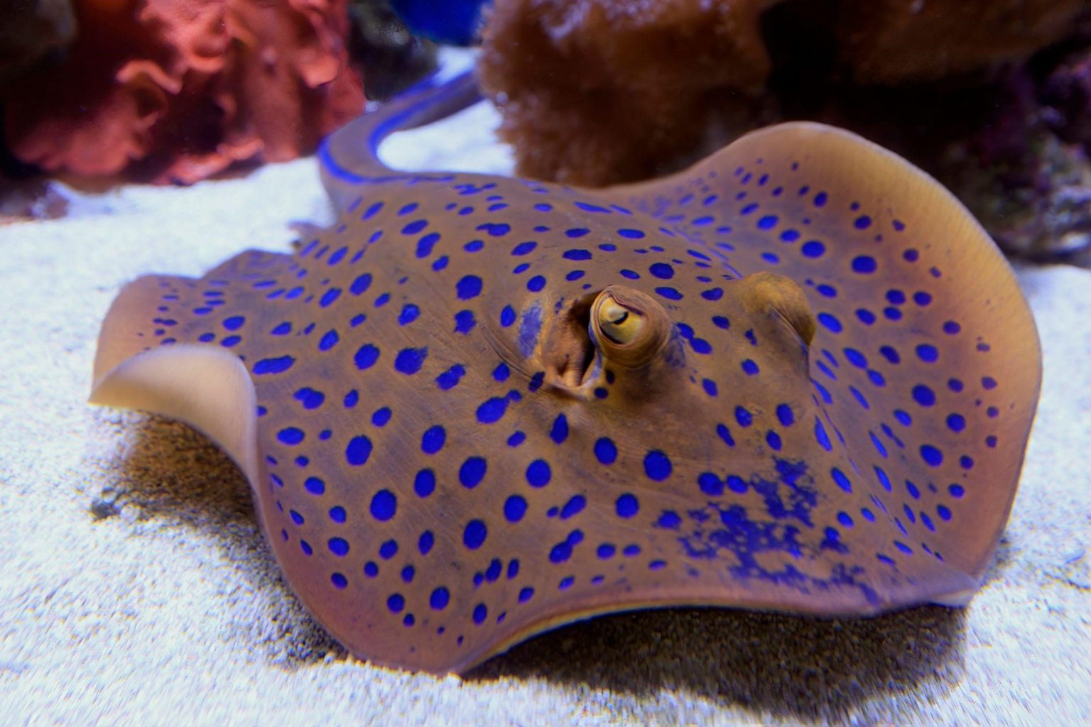 The Top Stingray Facts to Know — Discover These Stunning Sea Animals at ...