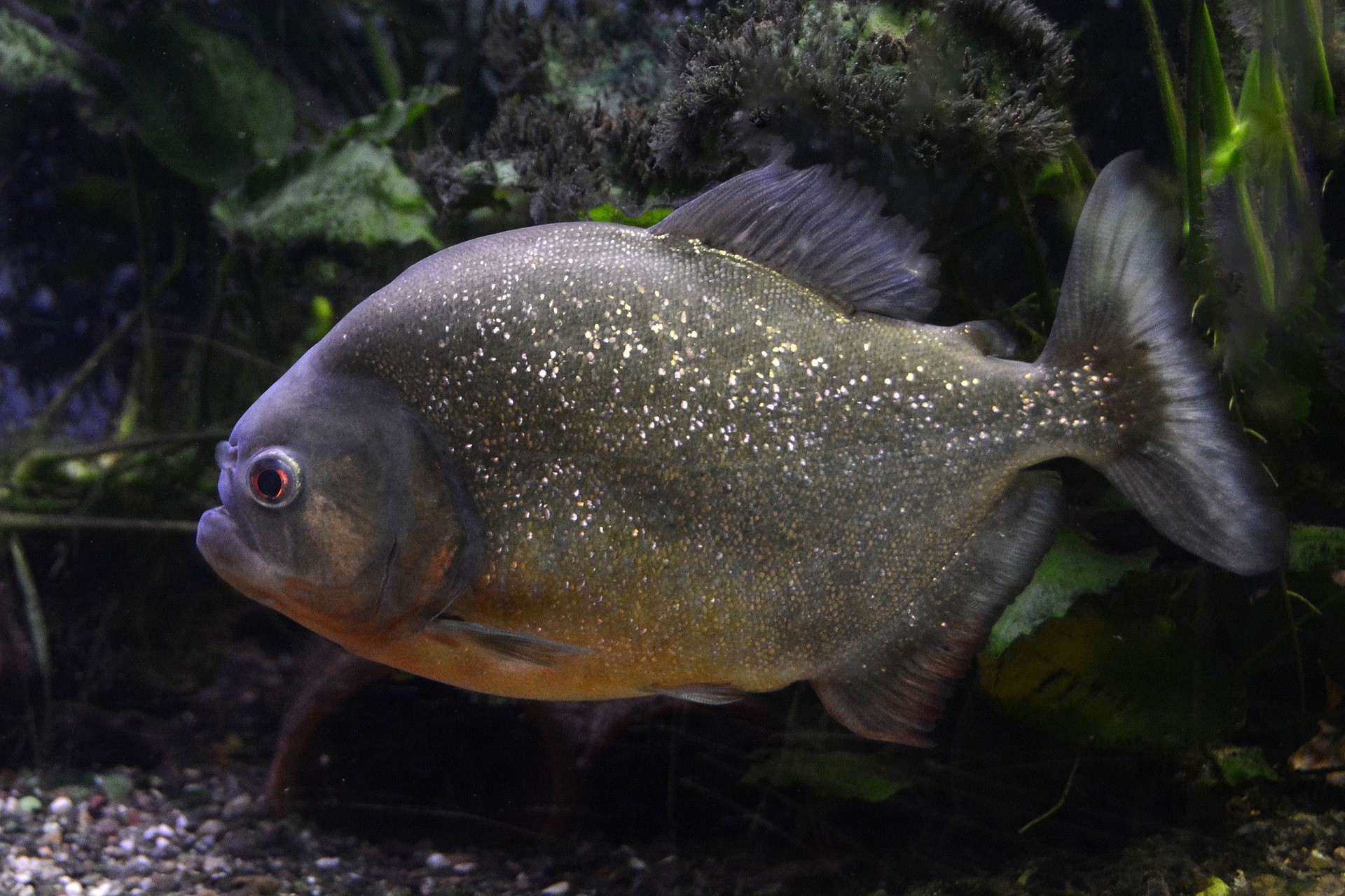 The Truth About Red-Bellied Piranhas — Learn About These Famous ...