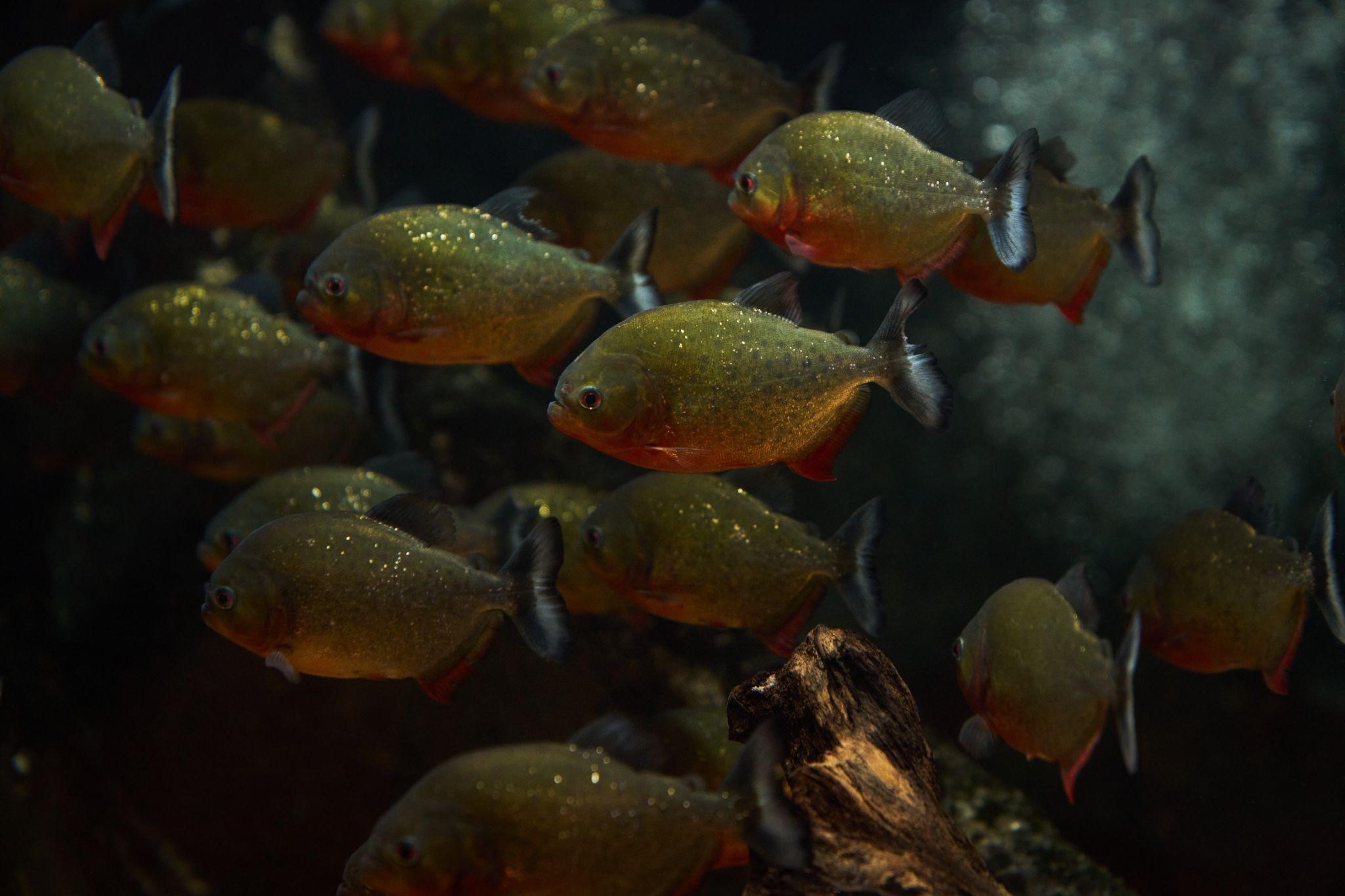 The Truth About Red-Bellied Piranhas — Learn About These Famous ...