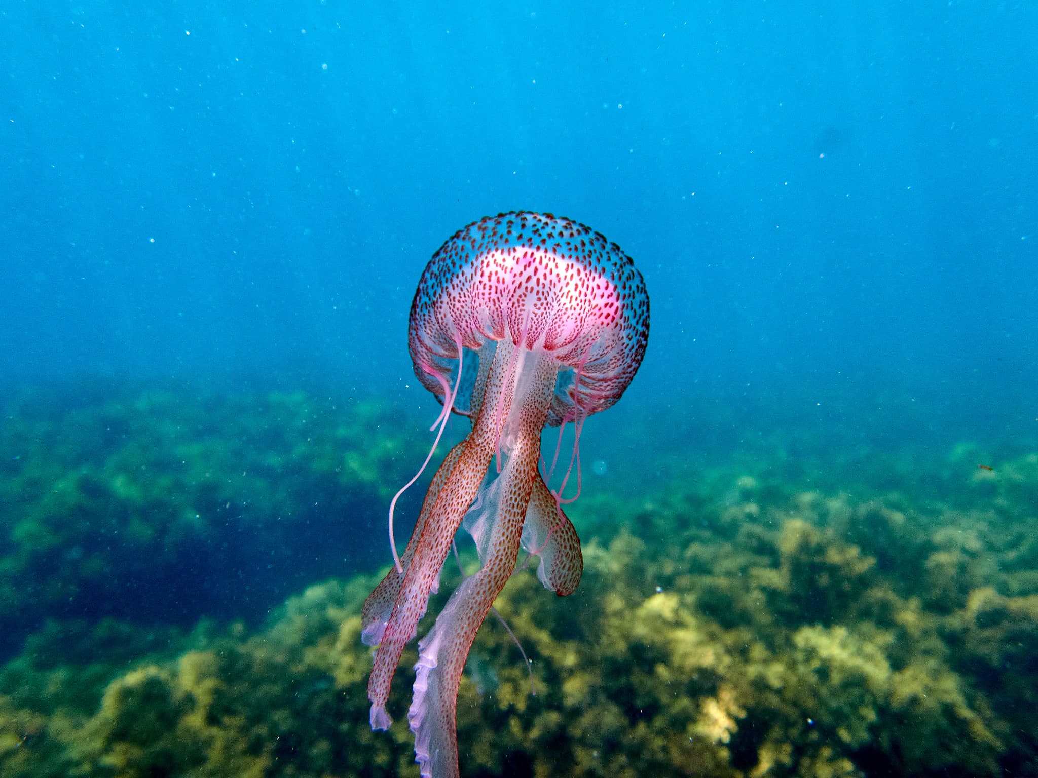 Seven Types of Marine Invertebrates to Discover While Visiting Children ...