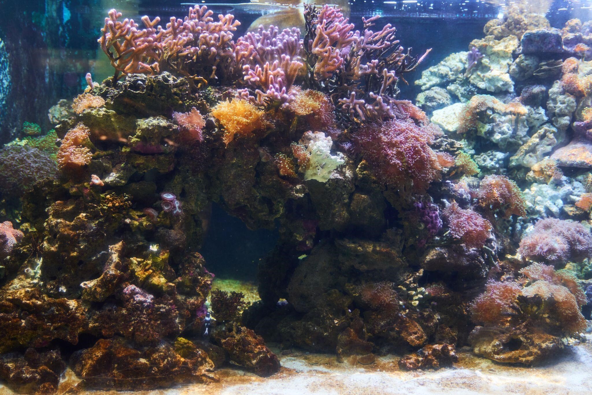 Amazing Facts About Filter Feeders – Discover the Ocean’s Living Water ...