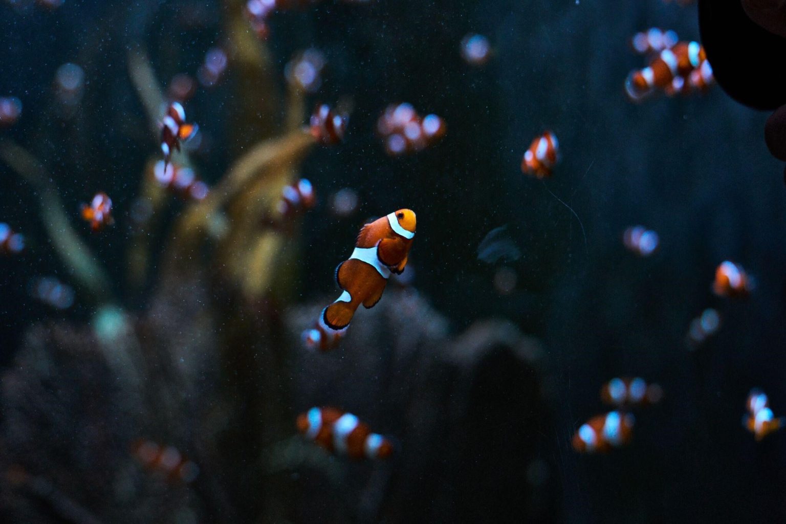 Incredible Ocean Animals and Their Symbiotic Relationships: Top ...