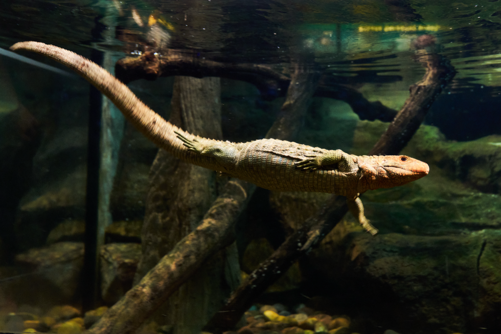 Northern Caiman Lizard Facts: Discover the Semi-Aquatic Reptile of ...