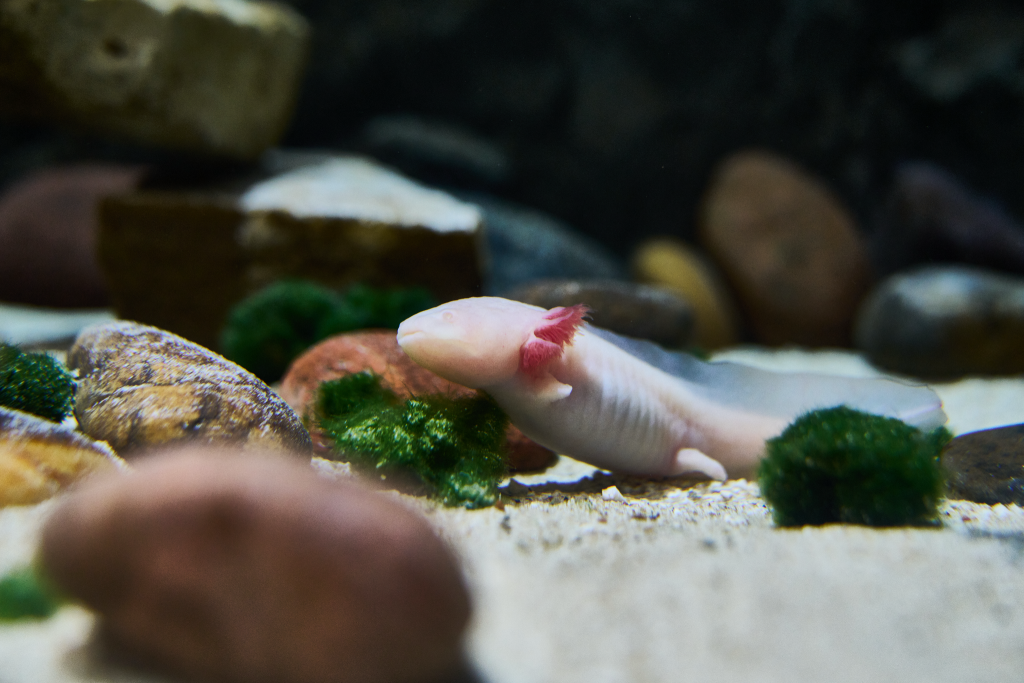 Top Secrets and Facts About Baby Axolotls to Know Before Visiting ...